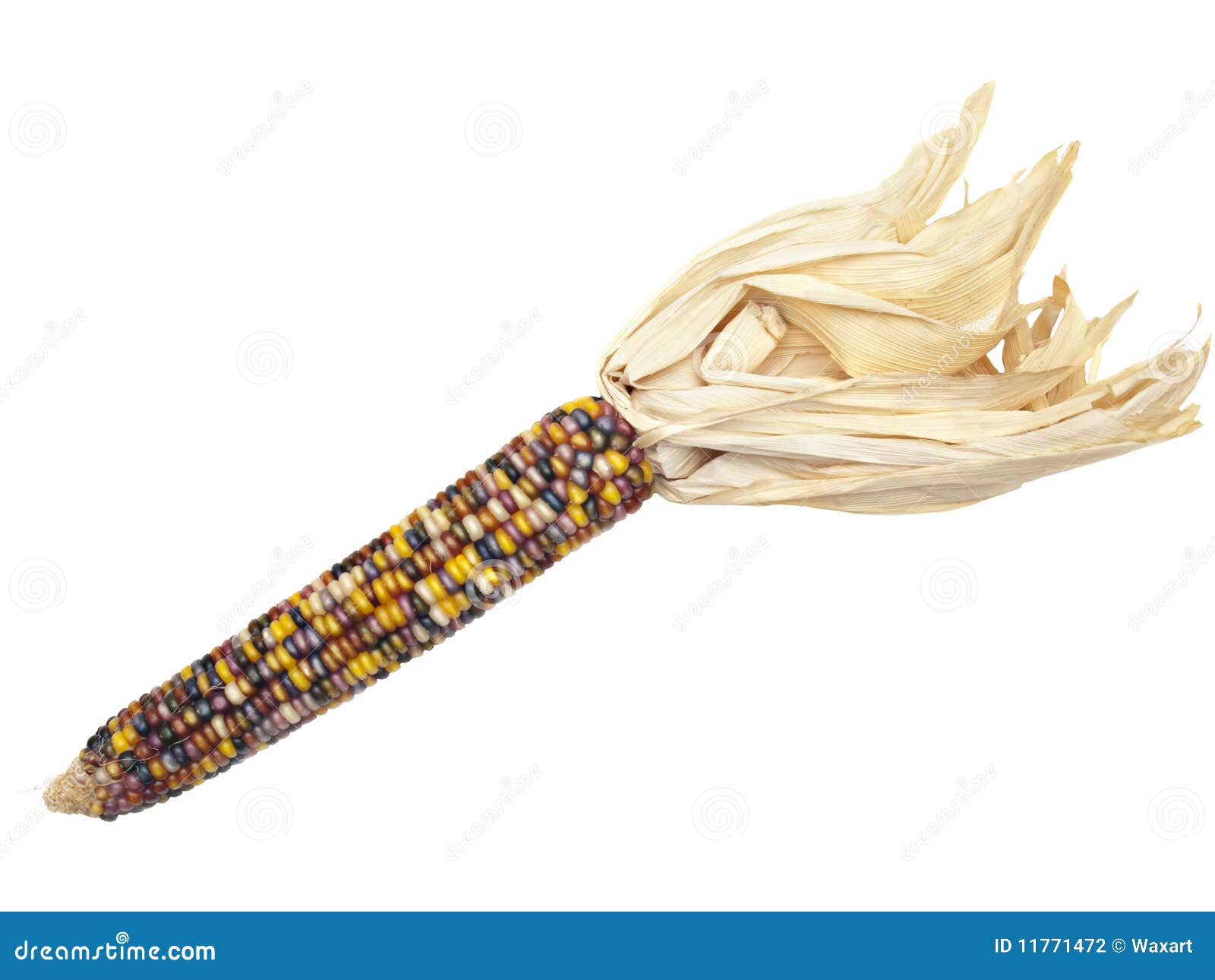 Ear of Colorful Indian Corn on White Stock Photo - Image of corn ...