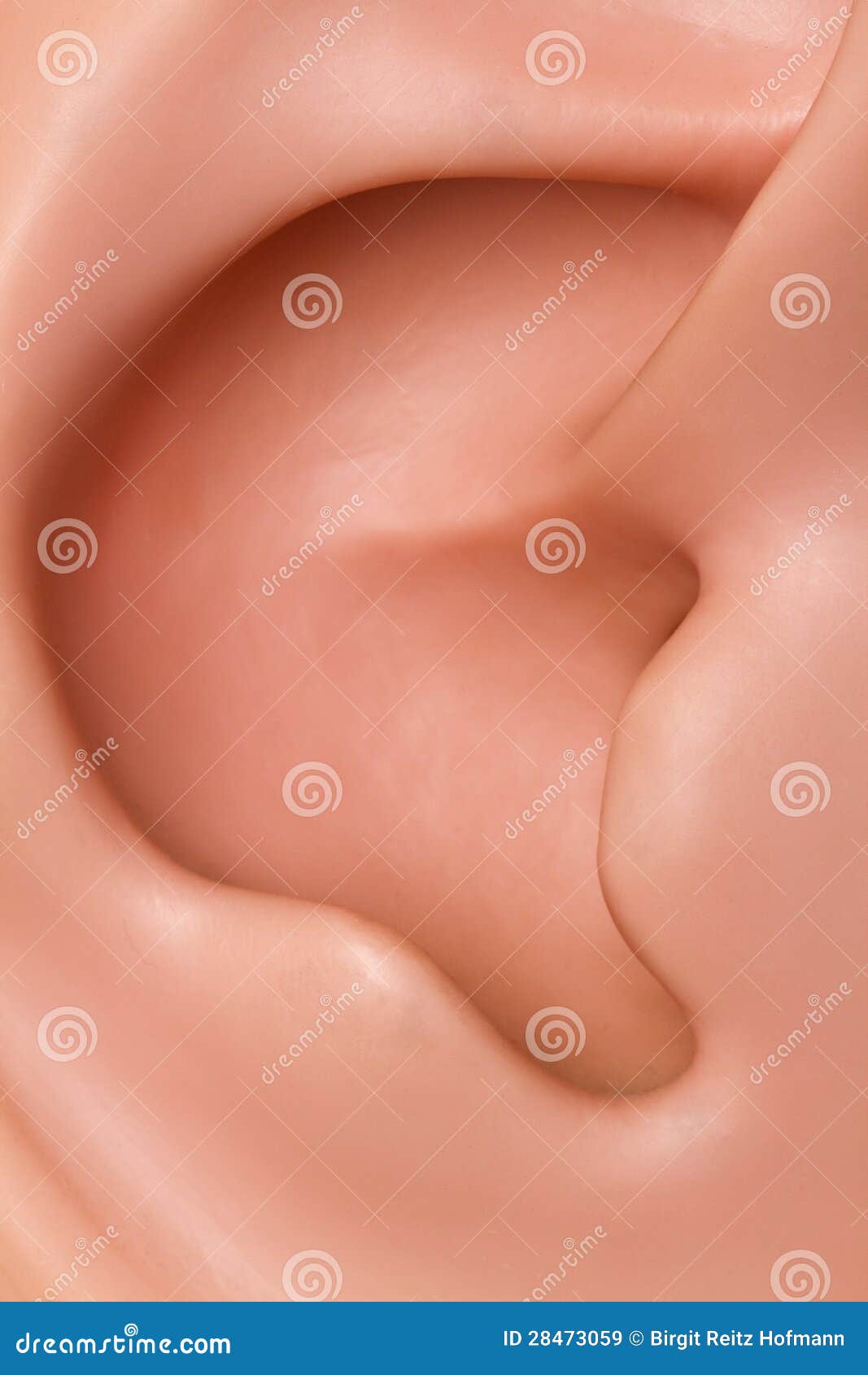 Ear conch stock image. Image of sense, organ, isolated - 28473059