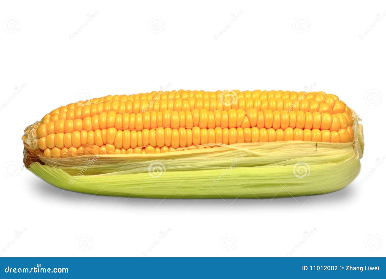 Ear of corn stock photo. Image of fresh, ingredient, grain - 11012082