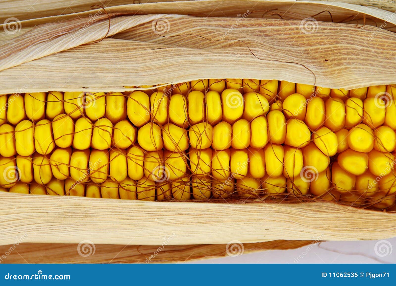 Ear of corn stock photo. Image of diet, nature, produce - 11062536