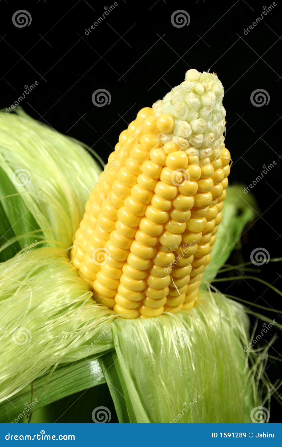Ear of Corn stock image. Image of nutritional, unprocessed - 1591289
