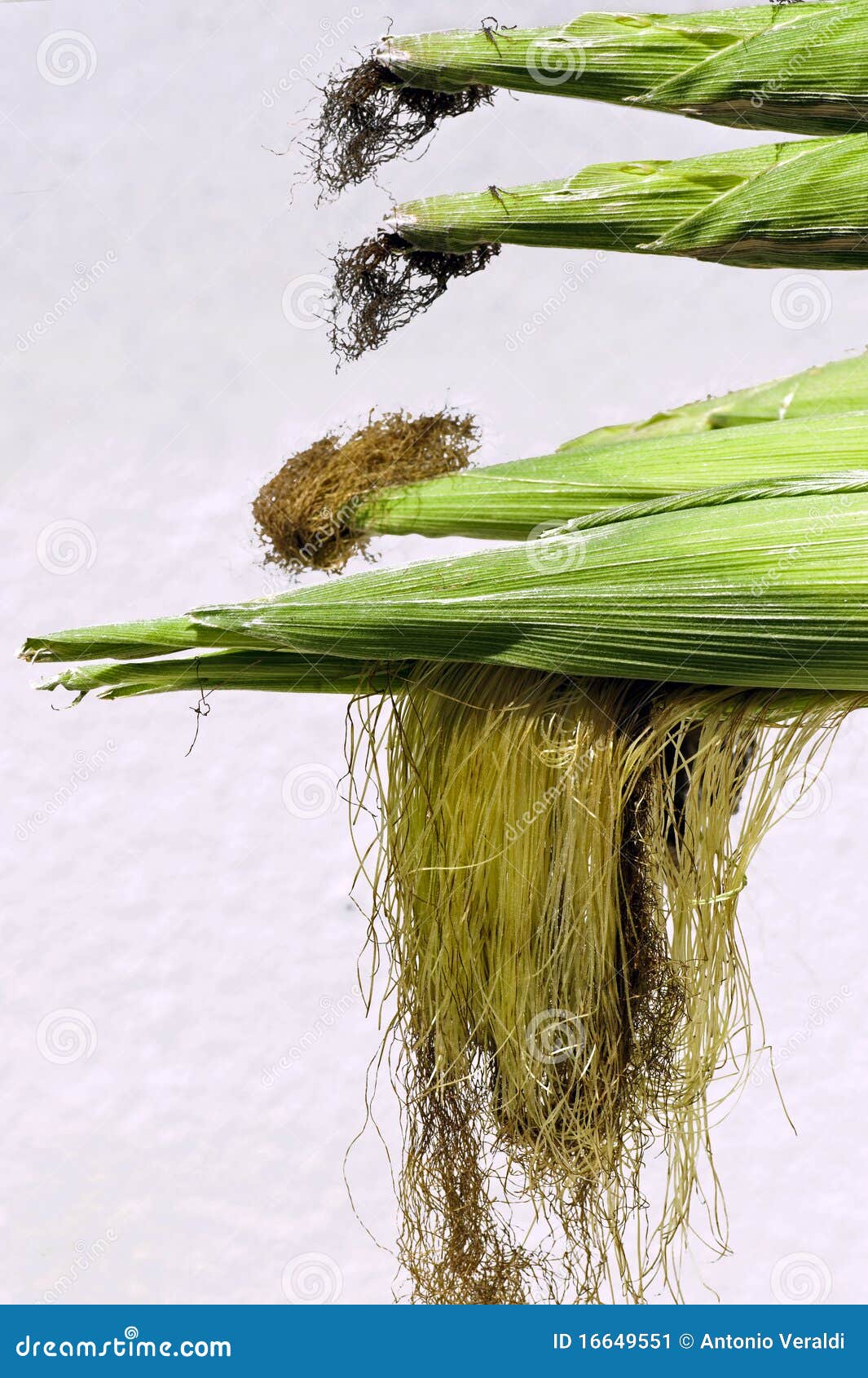 Ear of corn stock image. Image of silk, green, cornsilk - 16649551
