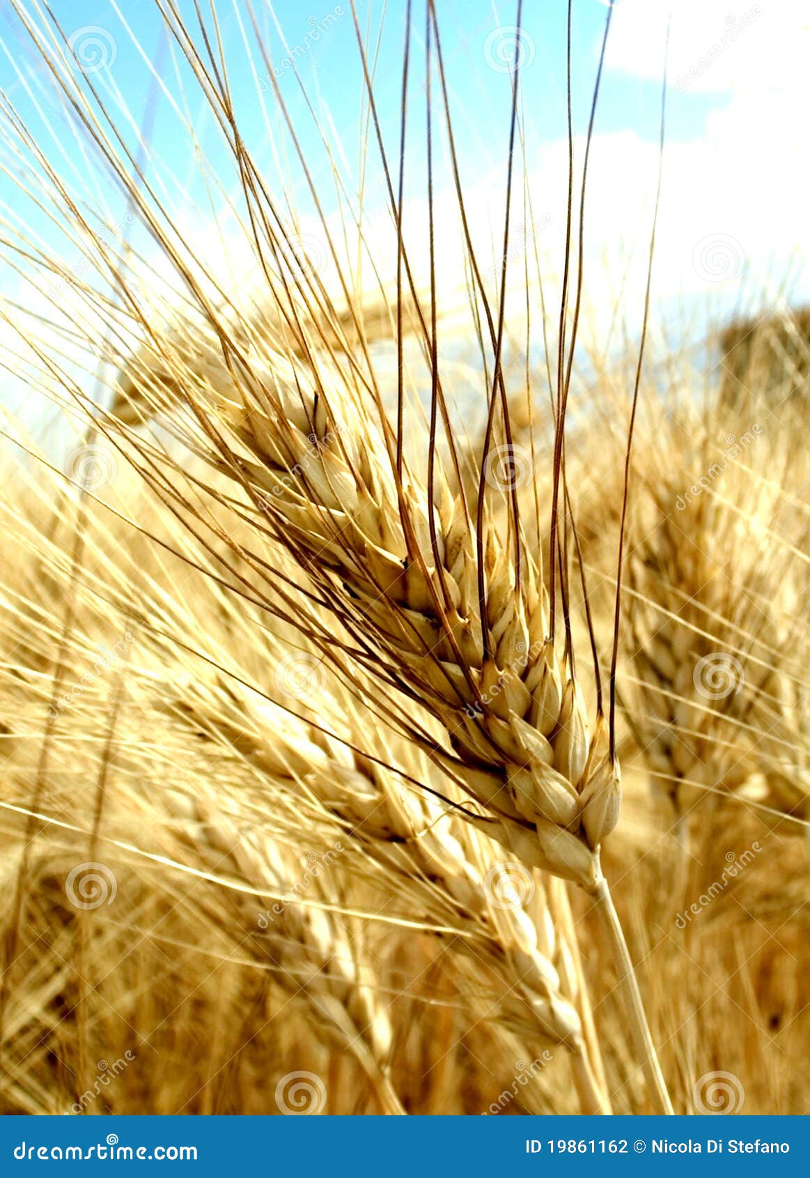 Ear Of Corn Picture. Image: 19861162