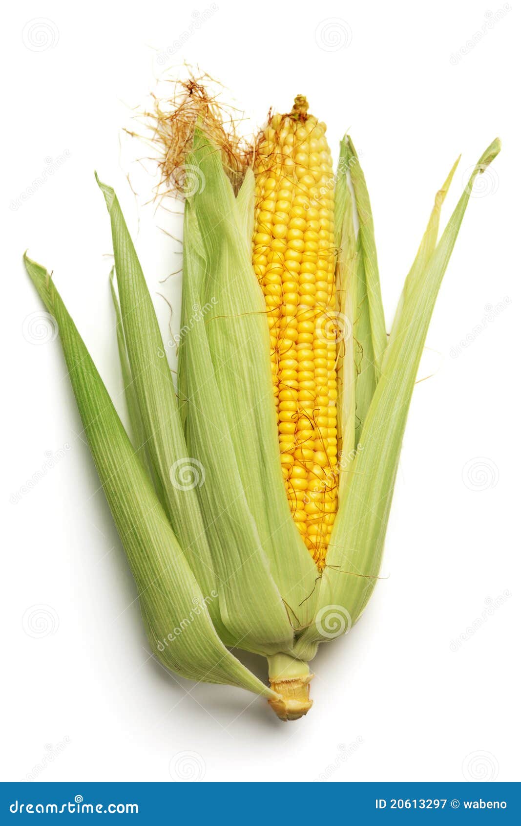 Ear of Corn stock image. Image of grain, gold, butter - 20613297