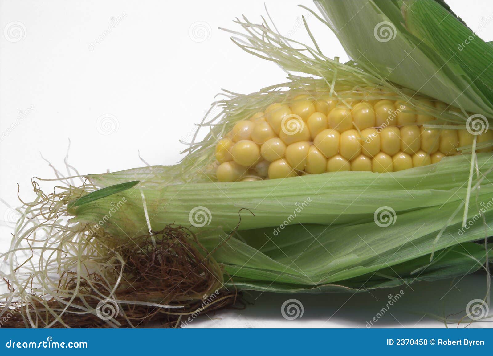 Ear of Corn stock photo. Image of sweetcorn, sweet, agriculture - 2370458