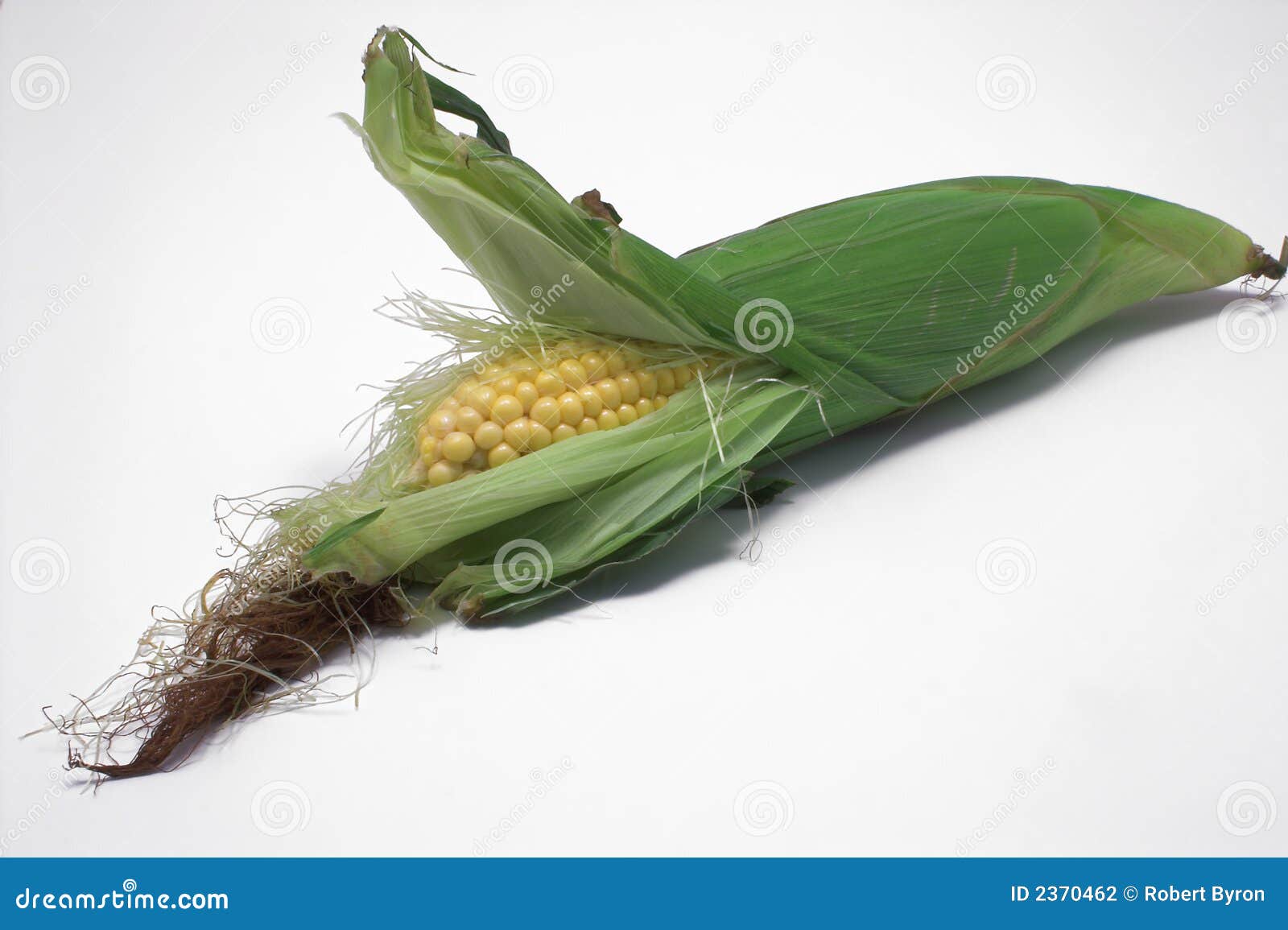 Ear of Corn stock photo. Image of fresh, food, maize, sweetcorn - 2370462