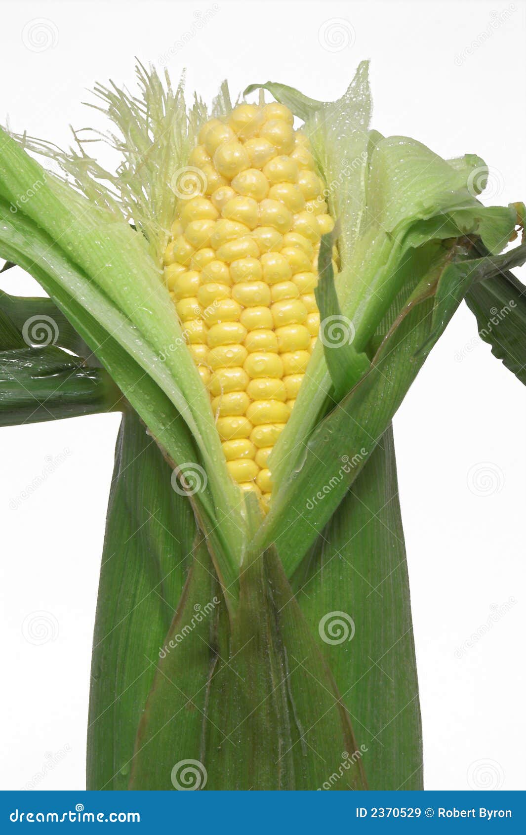 Ear of Corn stock image. Image of corn, agriculture, plat - 2370529