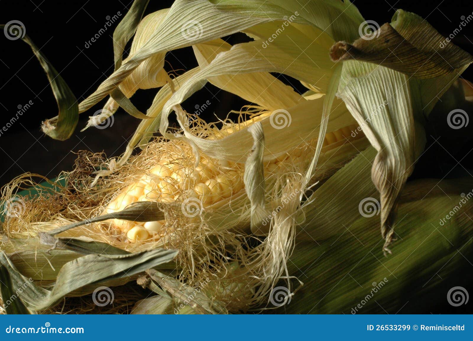 Ear of corn stock image. Image of yellow, peeled, ripe - 26533299