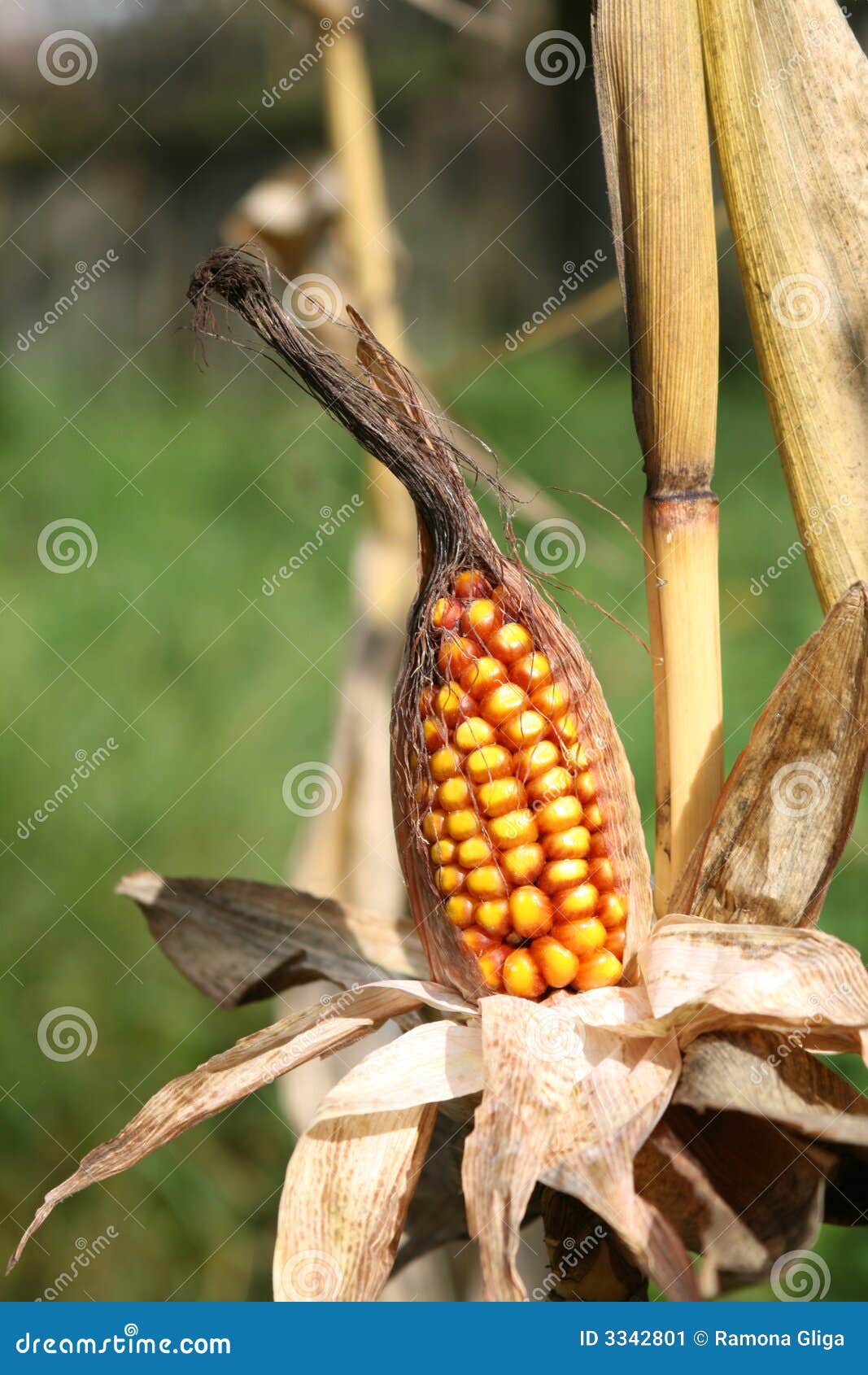 Ear of corn stock image. Image of rural, cereals, fall - 3342801