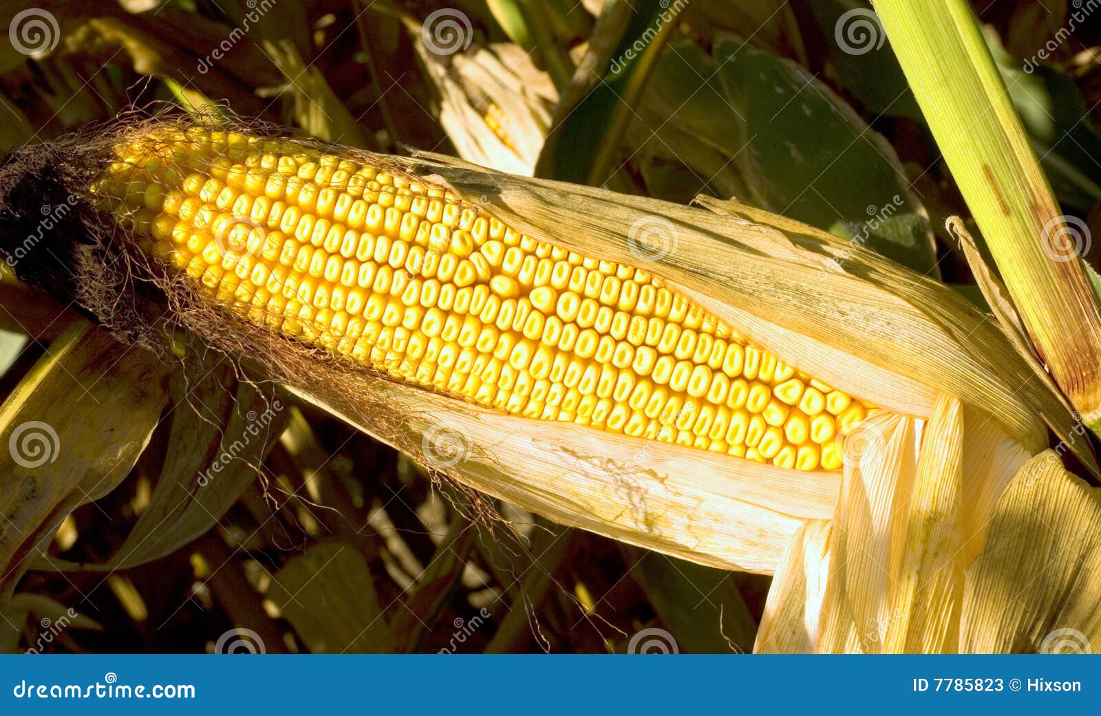 Ear of Corn stock image. Image of corn, kernel, farm, autumn - 7785823