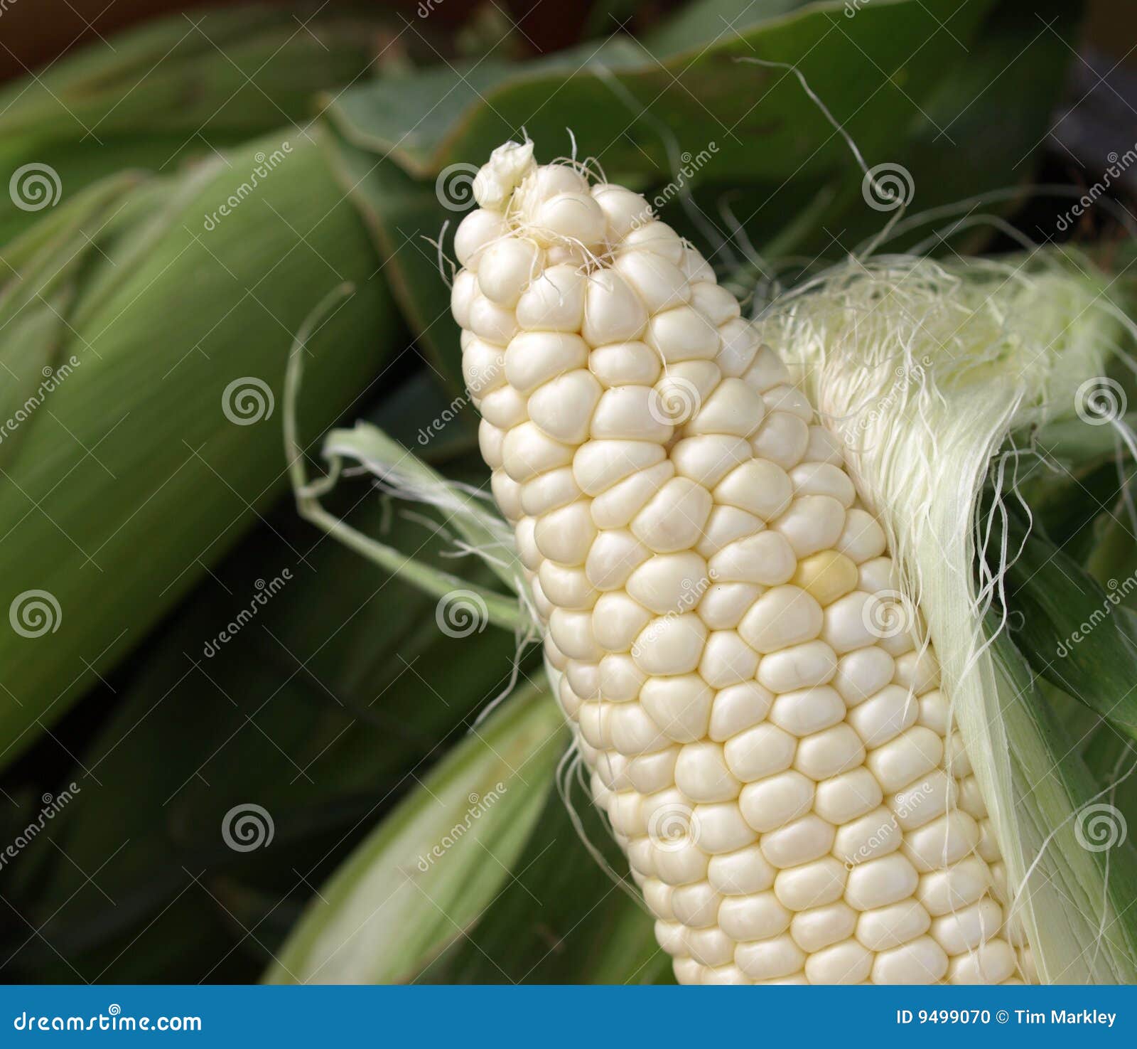 Ear of corn stock photo. Image of fresh, nature, kernel - 9499070