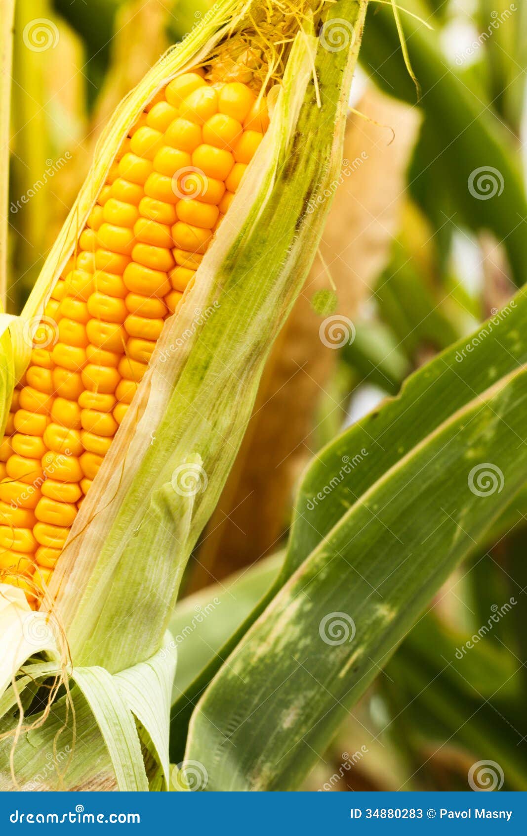 Ear of corn stock image. Image of eating, field, landscape - 34880283