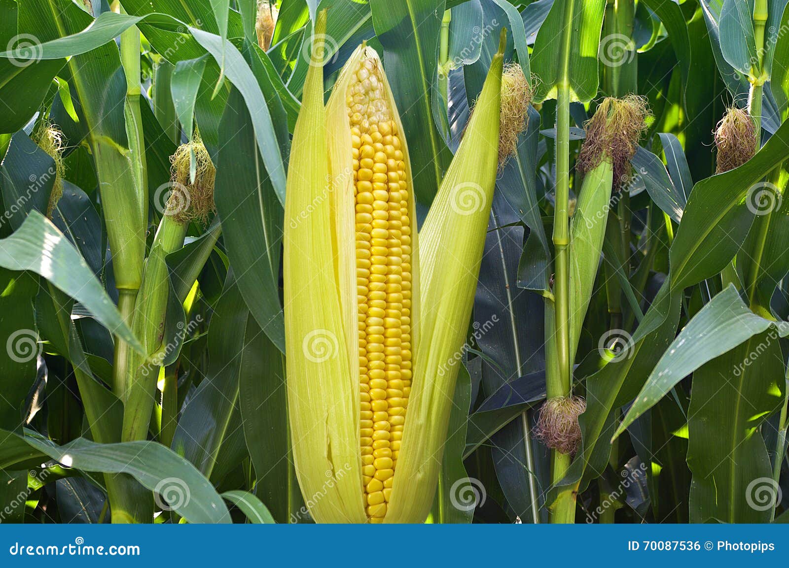 Ear of corn stock photo. Image of environment, field - 70087536
