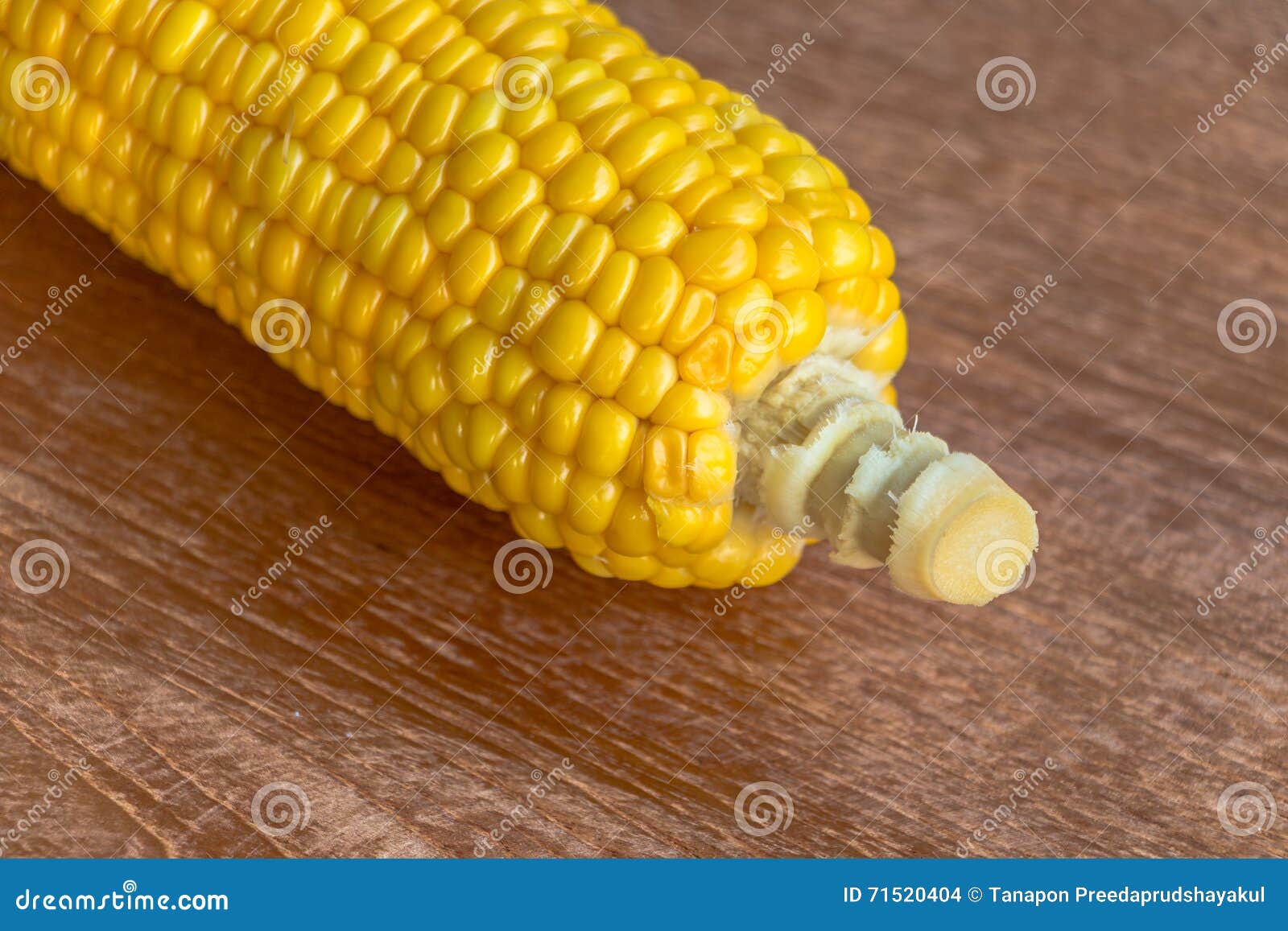 Ear of Corn stock photo. Image of golden, green, corn - 71520404
