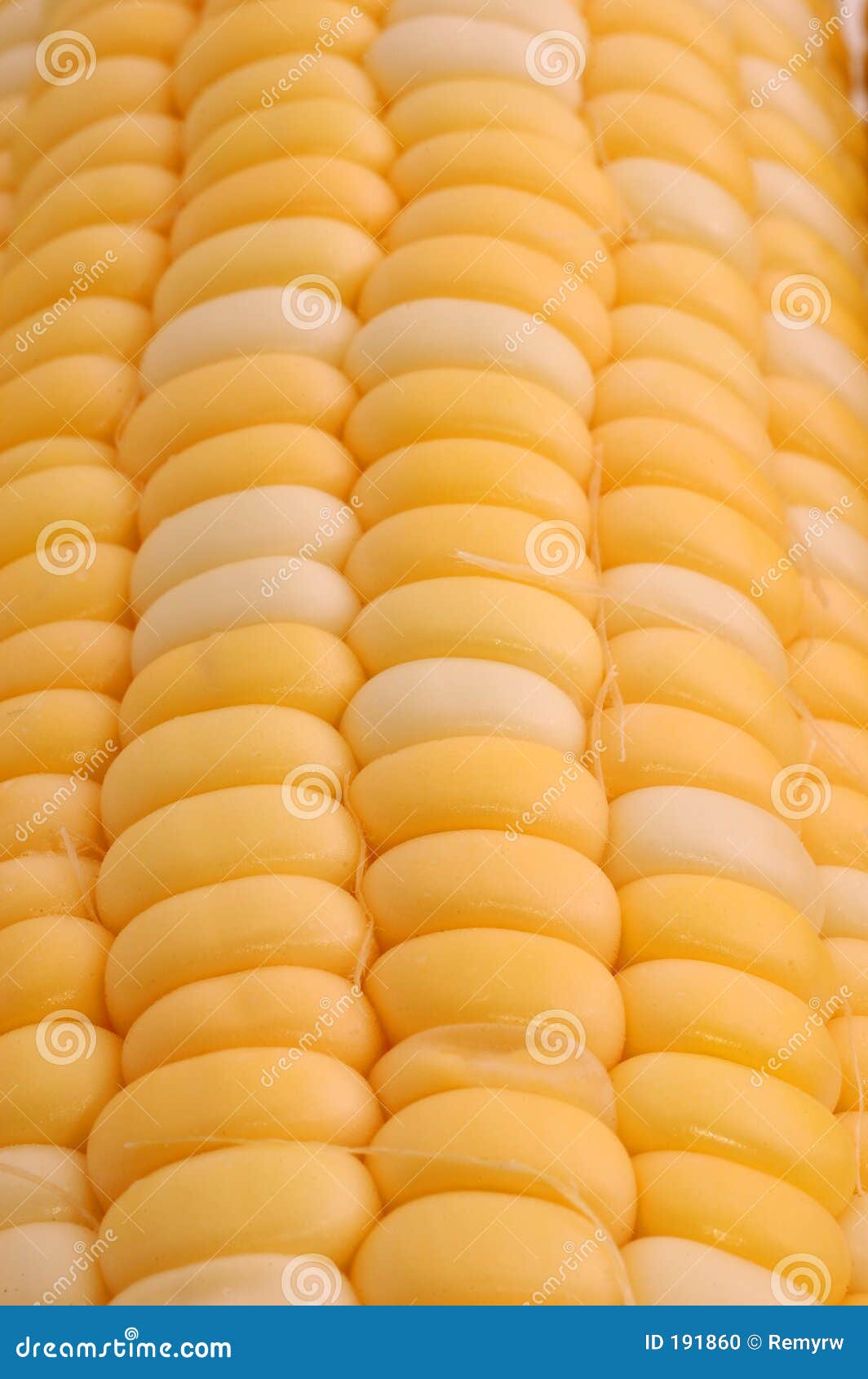 Ear of Corn Closeup stock photo. Image of dinner, food - 191860