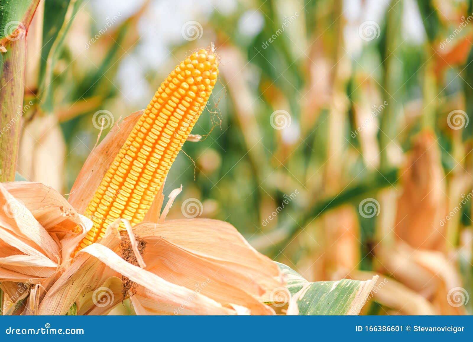 Ear of Corn in Cultivated Cornfield Stock Image - Image of maize ...