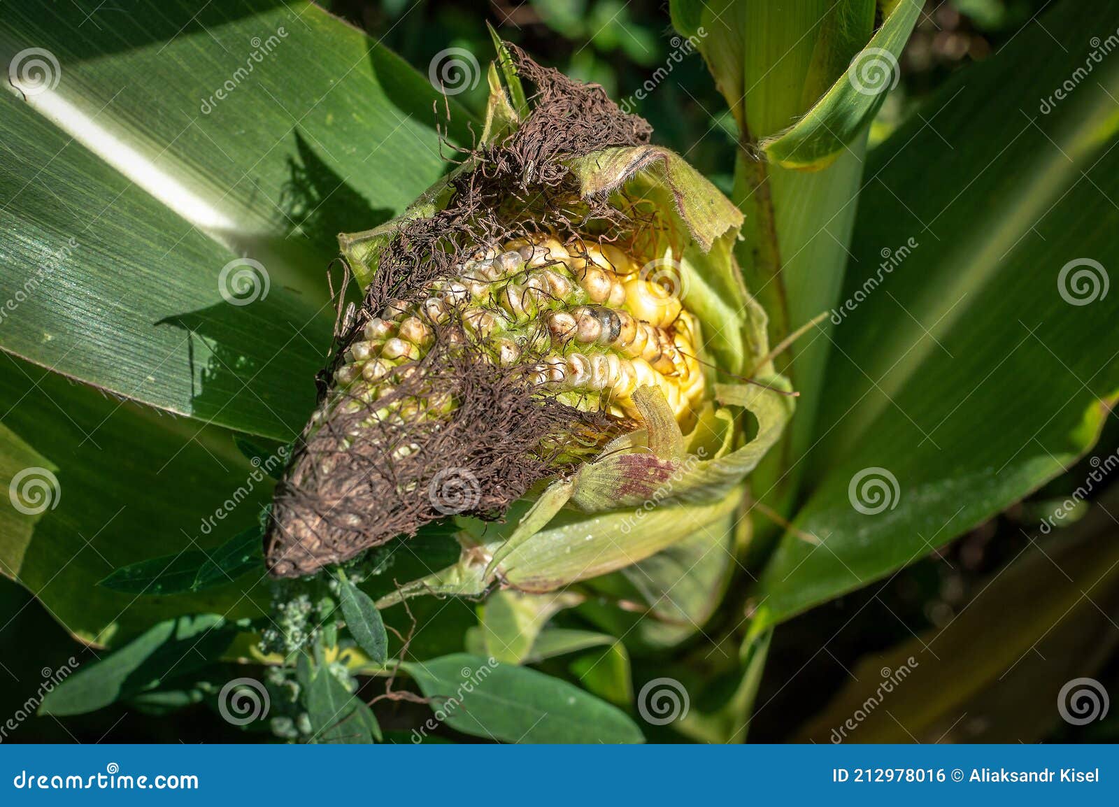 The Ear of Corn is Damaged by Pests and Dries Up. Corn Disease Stock ...