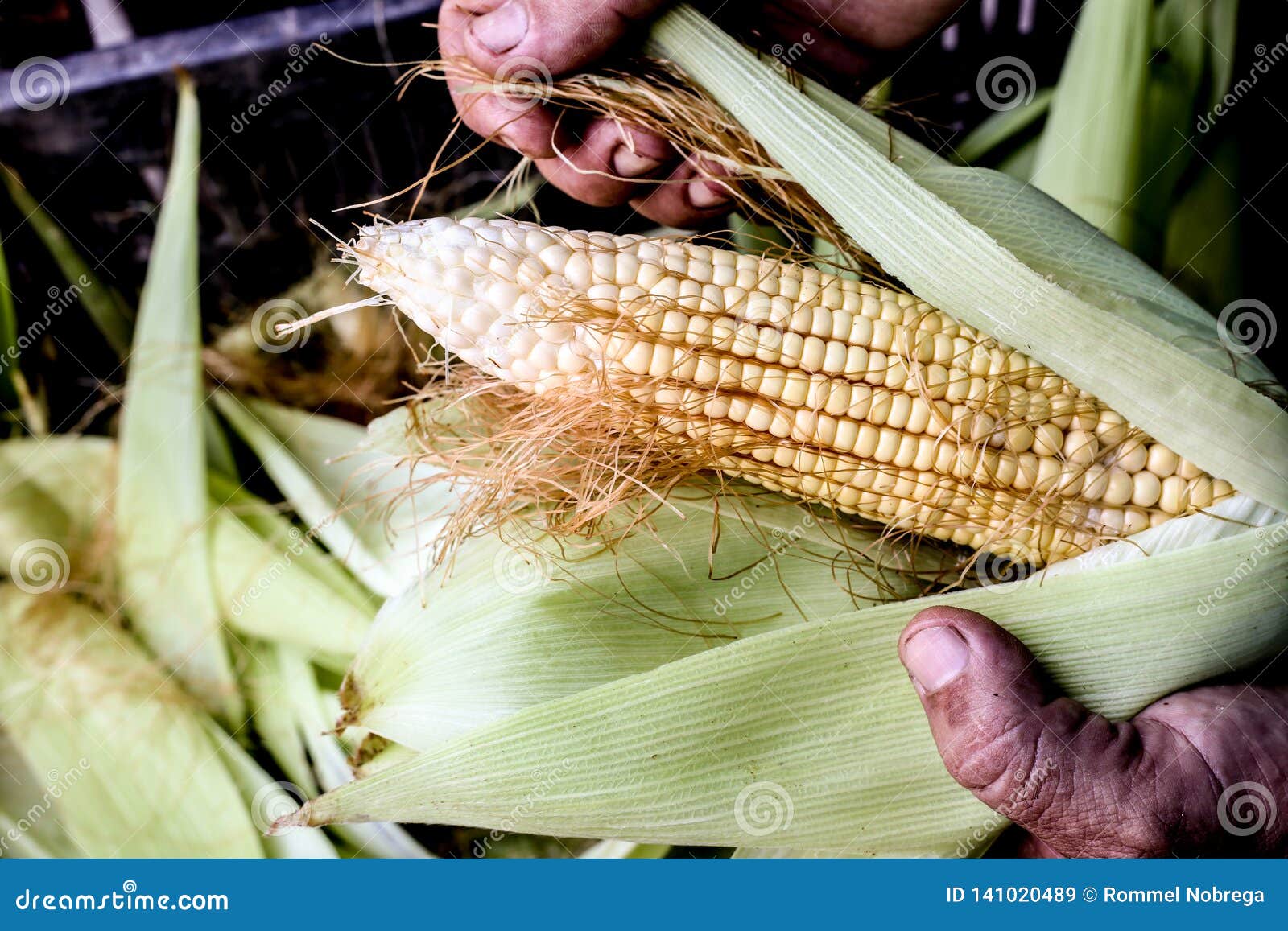 Ear of corn stock image. Image of maize, preparation - 141020489