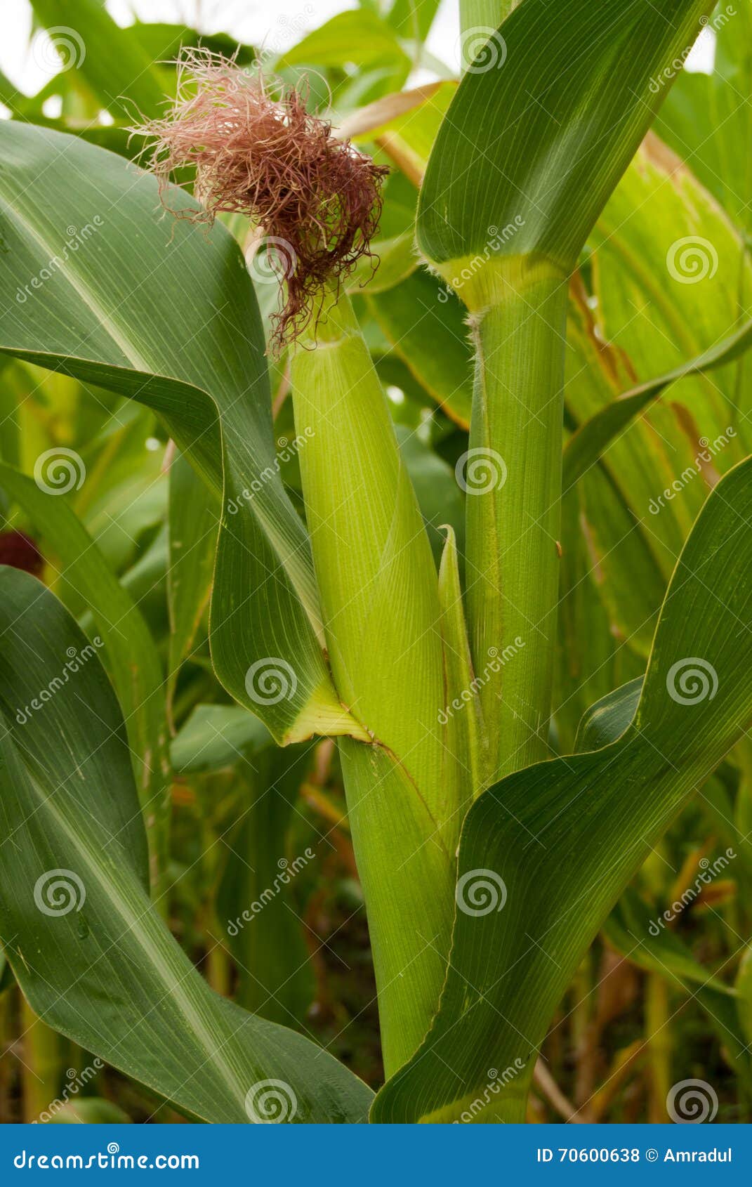 An ear of corn stock photo. Image of feed, plants, field - 70600638