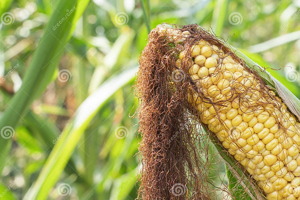 An Ear of Corn in the Field Stock Photo - Image of garden, environment ...