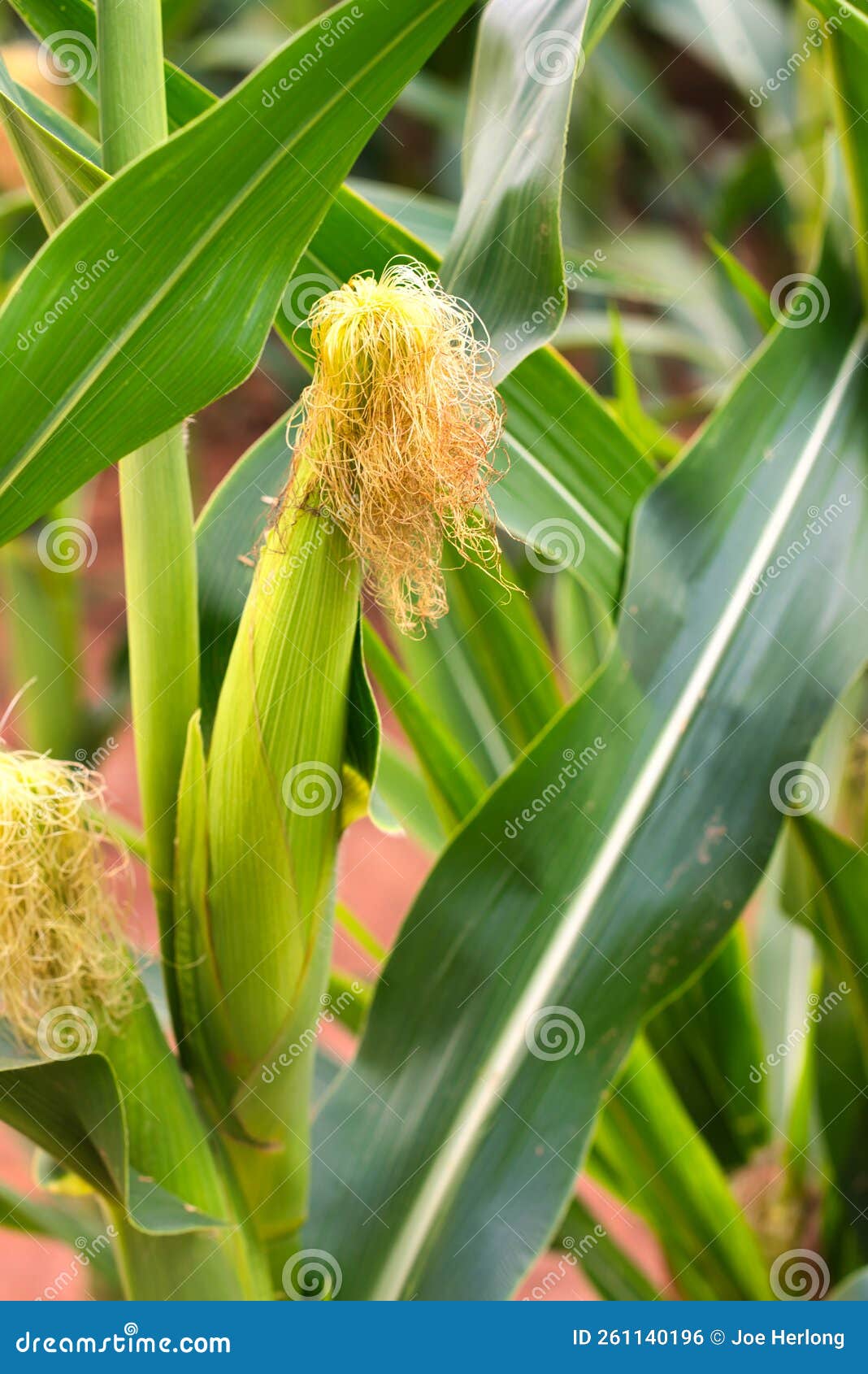 An Ear of Corn in the Field. Stock Photo - Image of colorful, farming ...