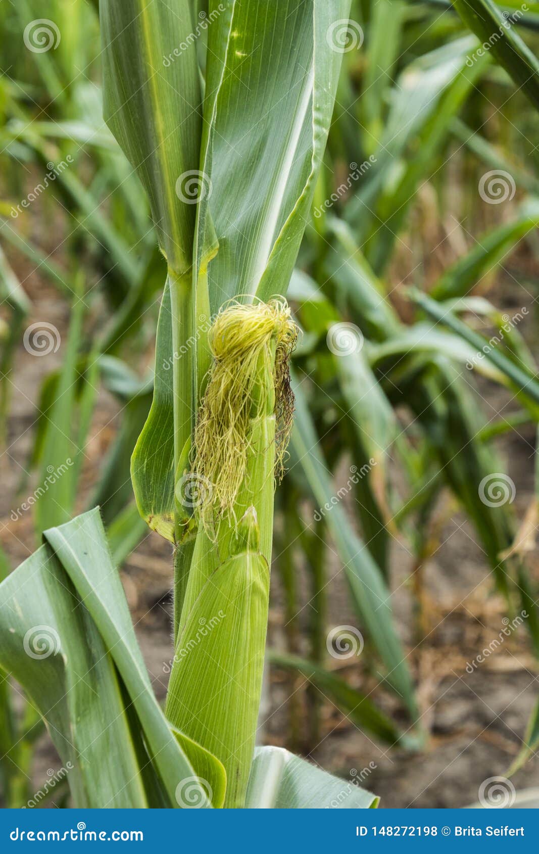Ear of Corn Grows on Plant. Corn рlantation, Farmer Grows Corn Stock ...