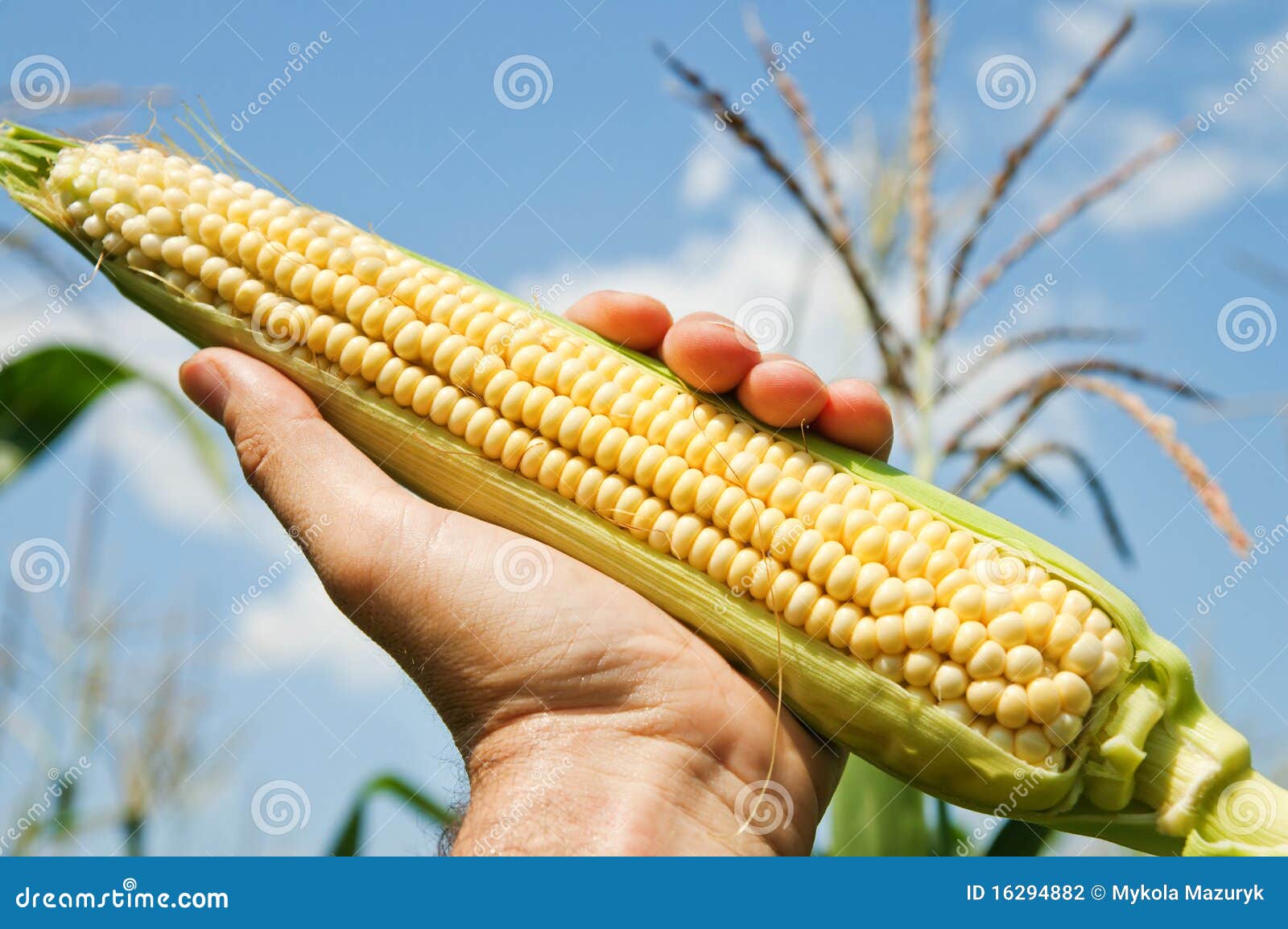 Ear of corn in hand stock photo. Image of background - 16294882