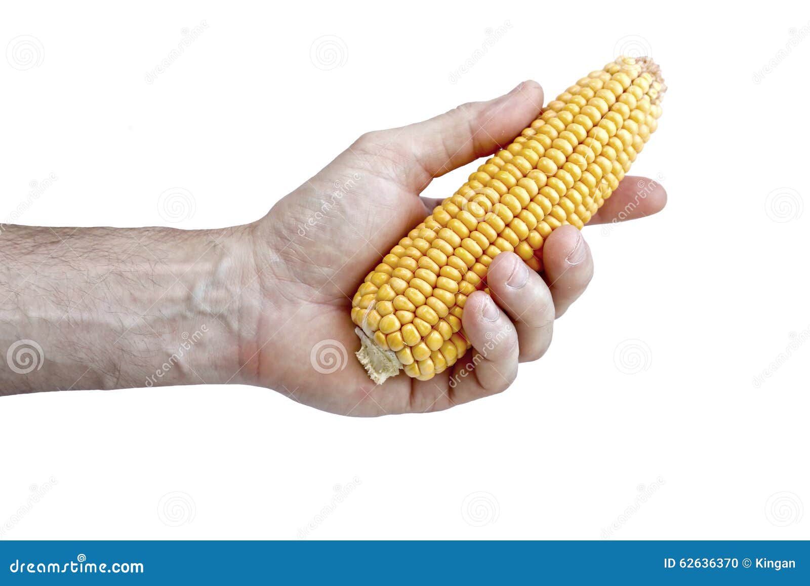 Ear of Corn in Hand Isolated Stock Photo - Image of crop, food: 62636370
