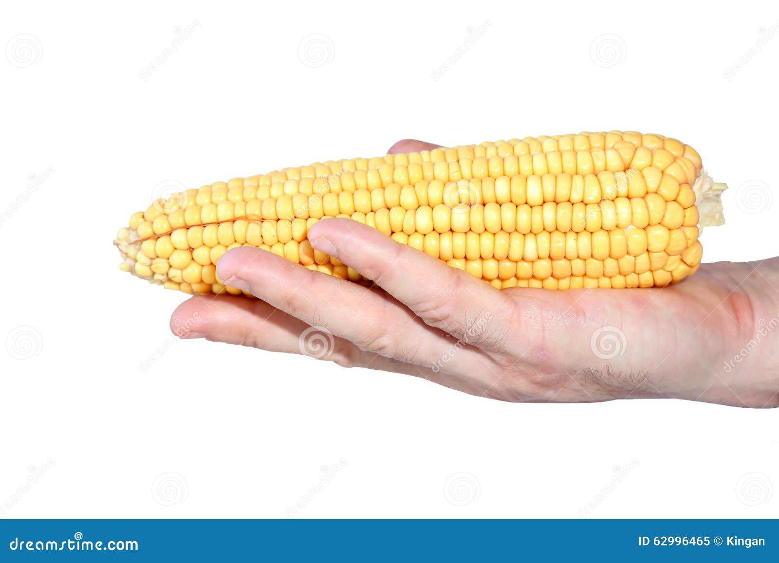Ear of Corn on Hand Isolated Stock Image - Image of hand, agricultural ...