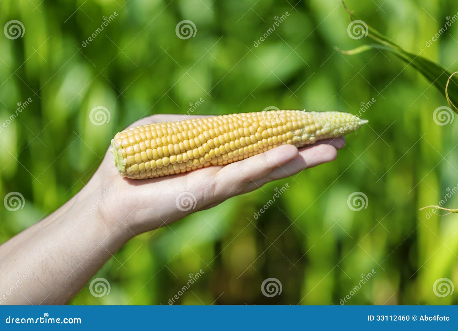 An ear of corn in hand stock photo. Image of food, nature - 33112460