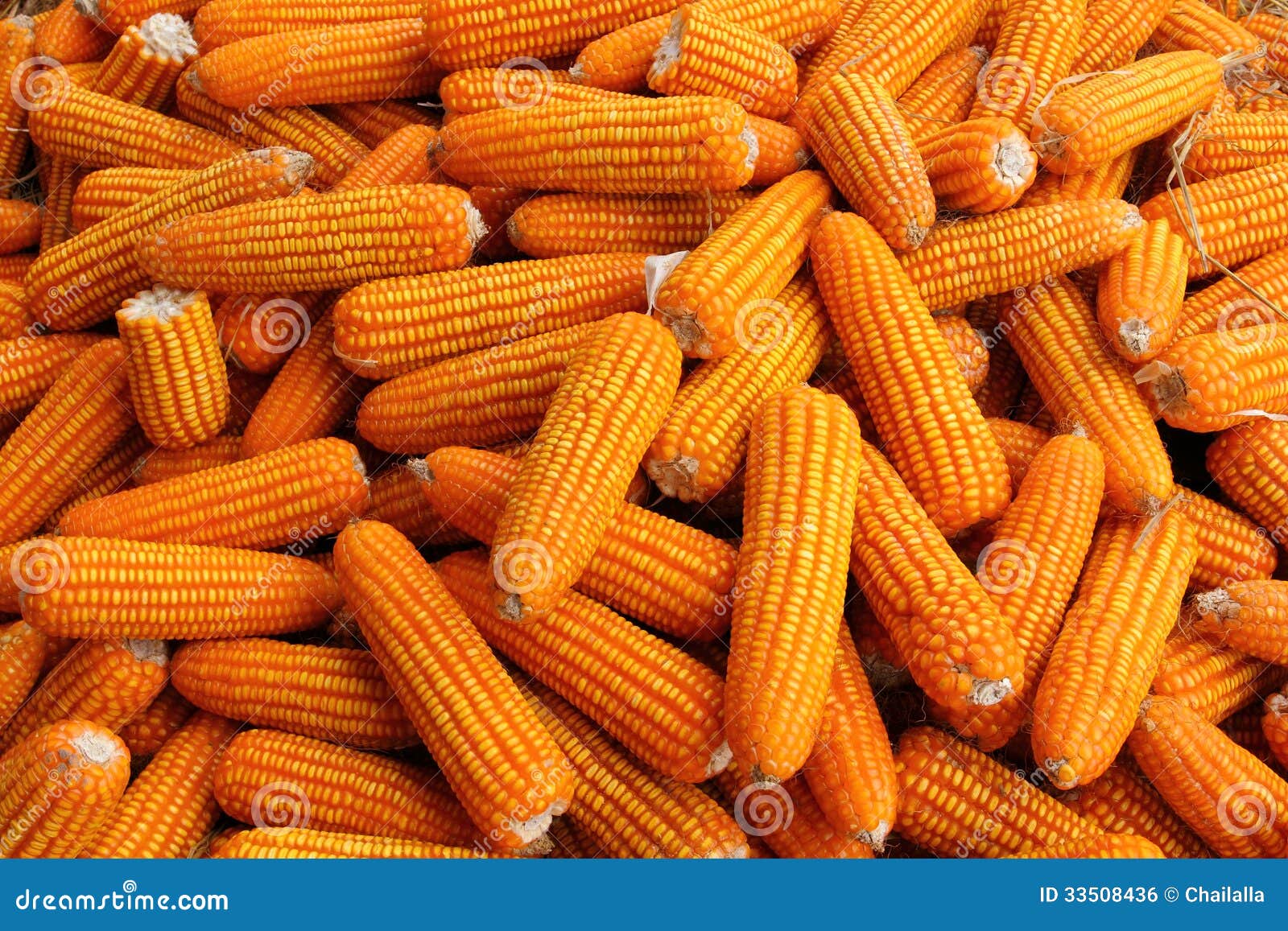 Ear corn. stock photo. Image of fresh, organic, maze - 33508436