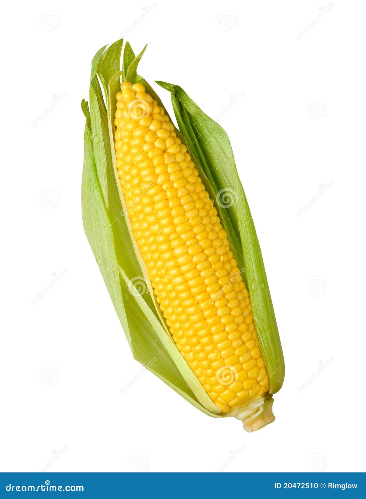 Ear Of Corn Isolated Stock Photo - Image: 20472510 Ear Of Corn Isolated Stock Photo - Image: 20472510