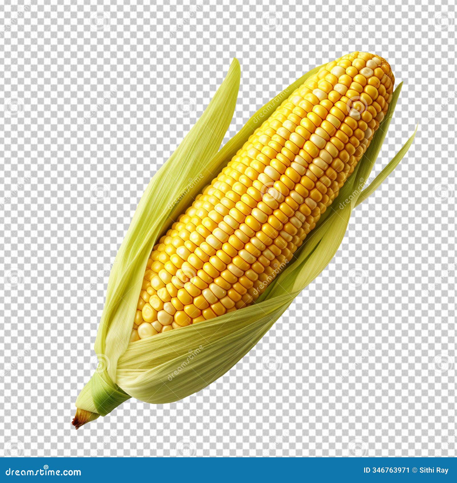 Ear of Corn Isolated on Transparent Background Stock Illustration ...