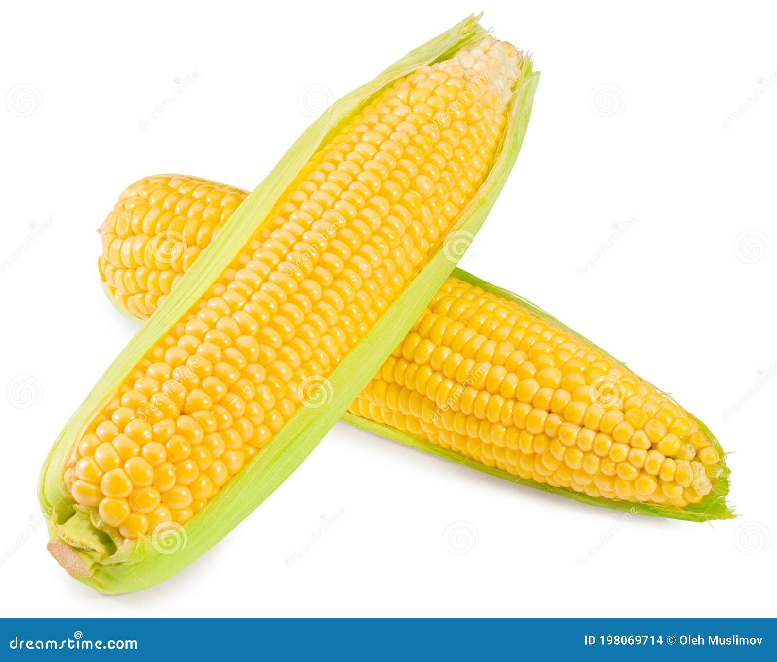 An Ear of Corn Isolated on a White Background Stock Photo - Image of ...