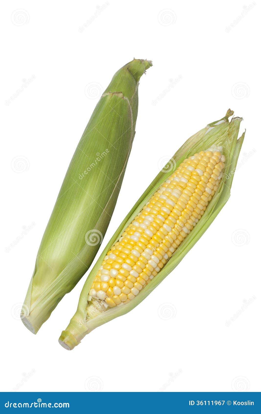 Ear of corn stock image. Image of grain, golden, ingredient - 36111967