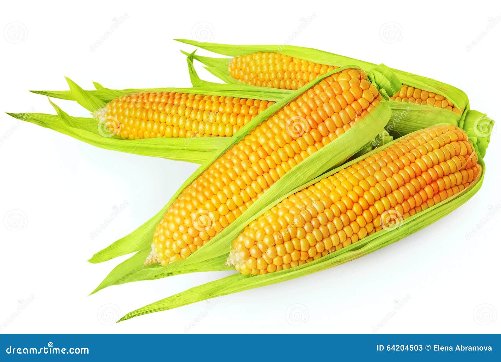An Ear of Corn Isolated on a White Background Stock Image - Image of ...