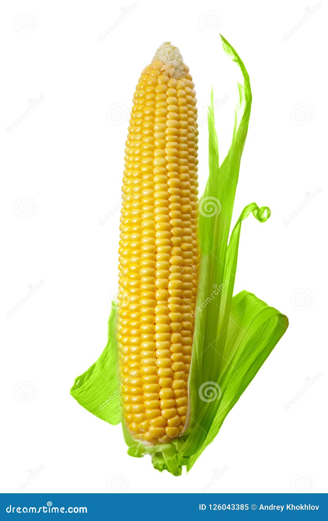 Ear of Corn Isolated on a White Background Stock Image - Image of ...
