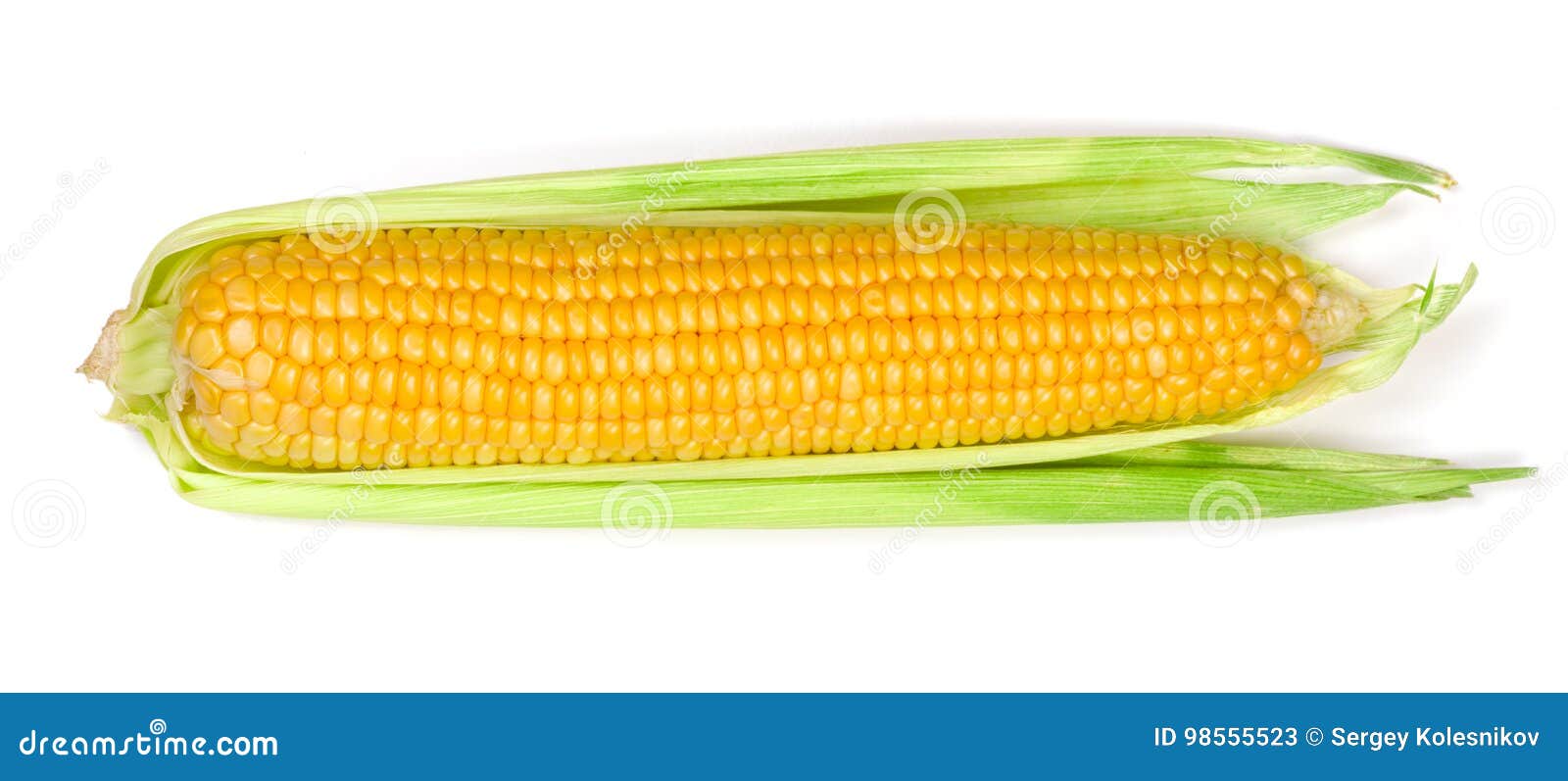 Ear of Corn Isolated on a White Background. Top View Stock Image ...