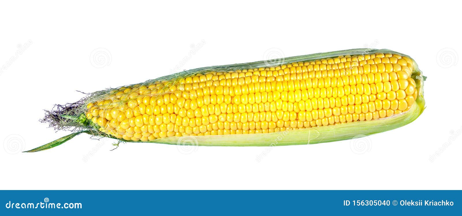 Ear of Corn Isolated on White Stock Photo - Image of fresh, food: 156305040