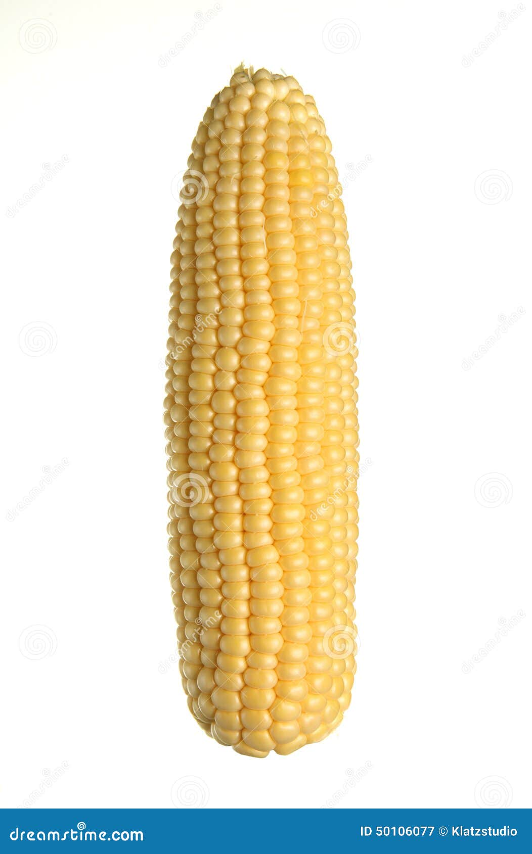 Ear of Corn isolated stock image. Image of husk, isolated - 50106077