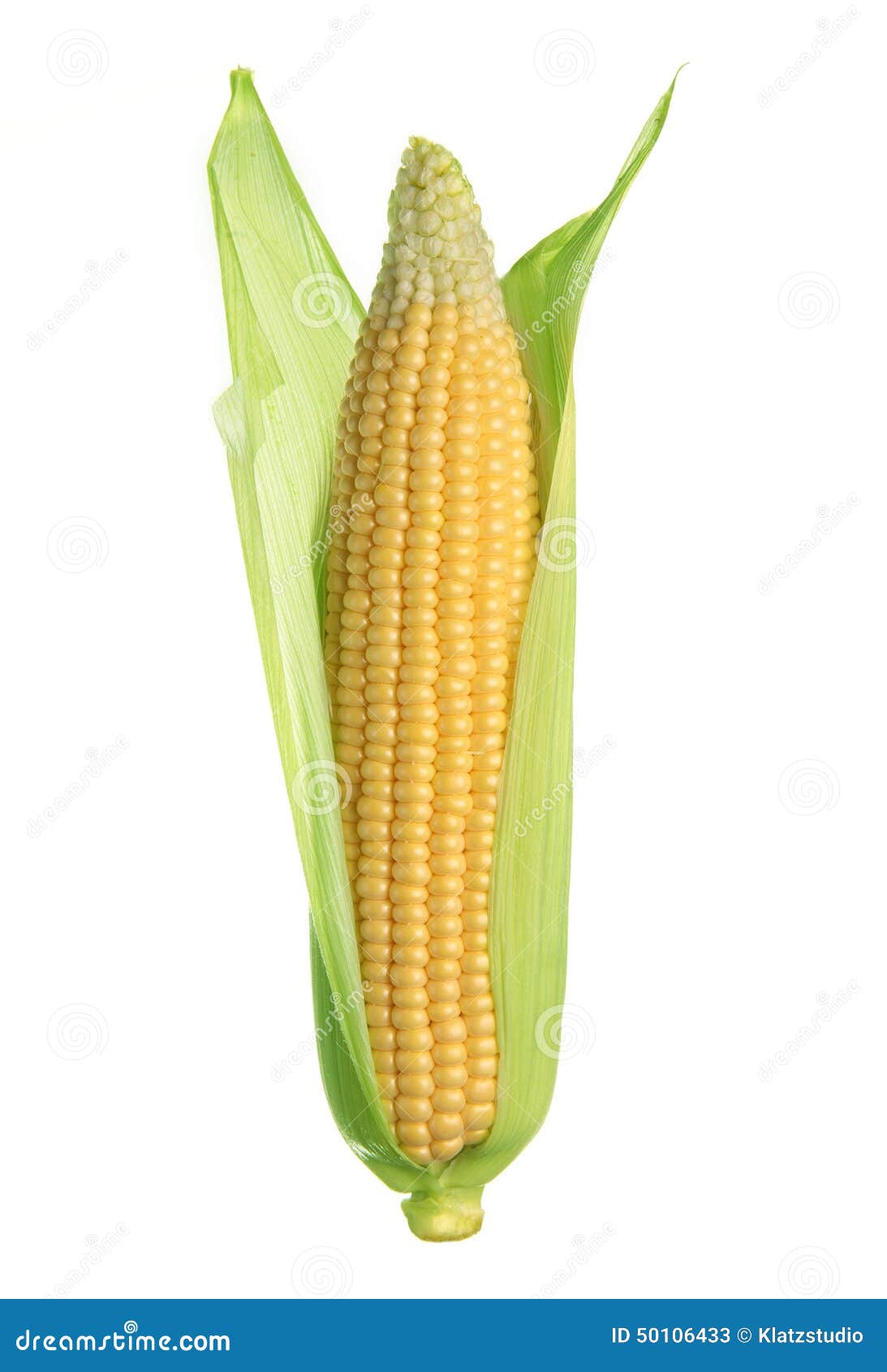 Ear of Corn isolated stock image. Image of macro, objects - 50106433