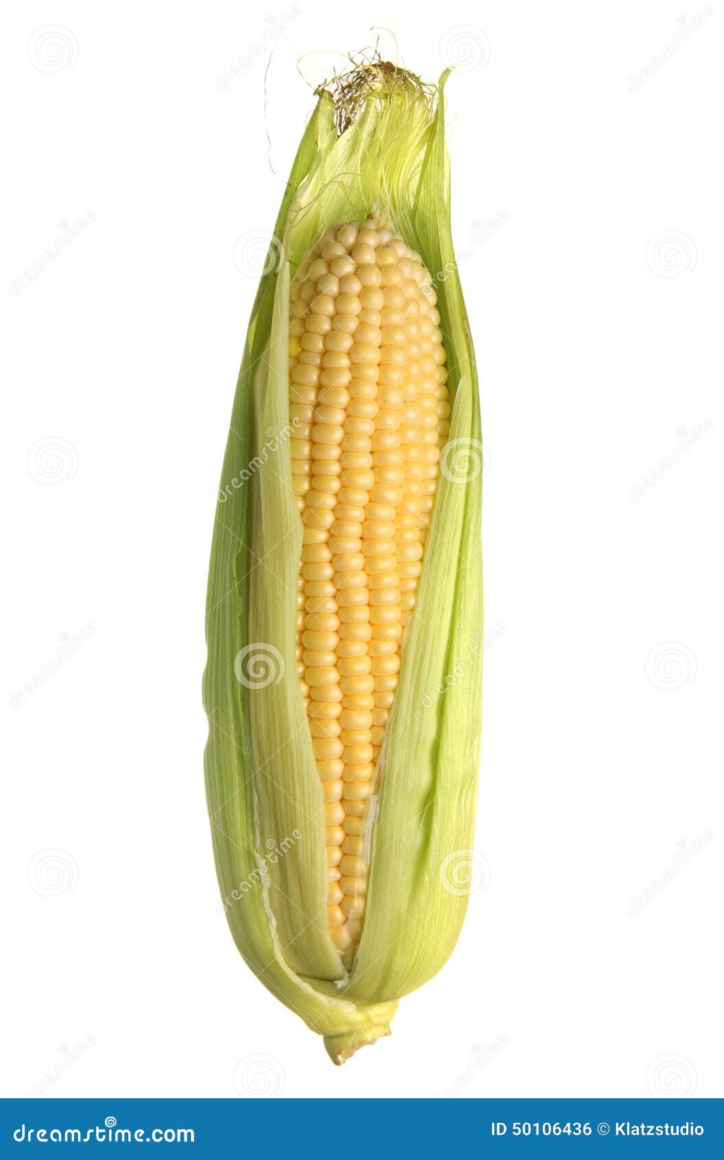 Ear of Corn isolated stock photo. Image of nature, vegetable - 50106436