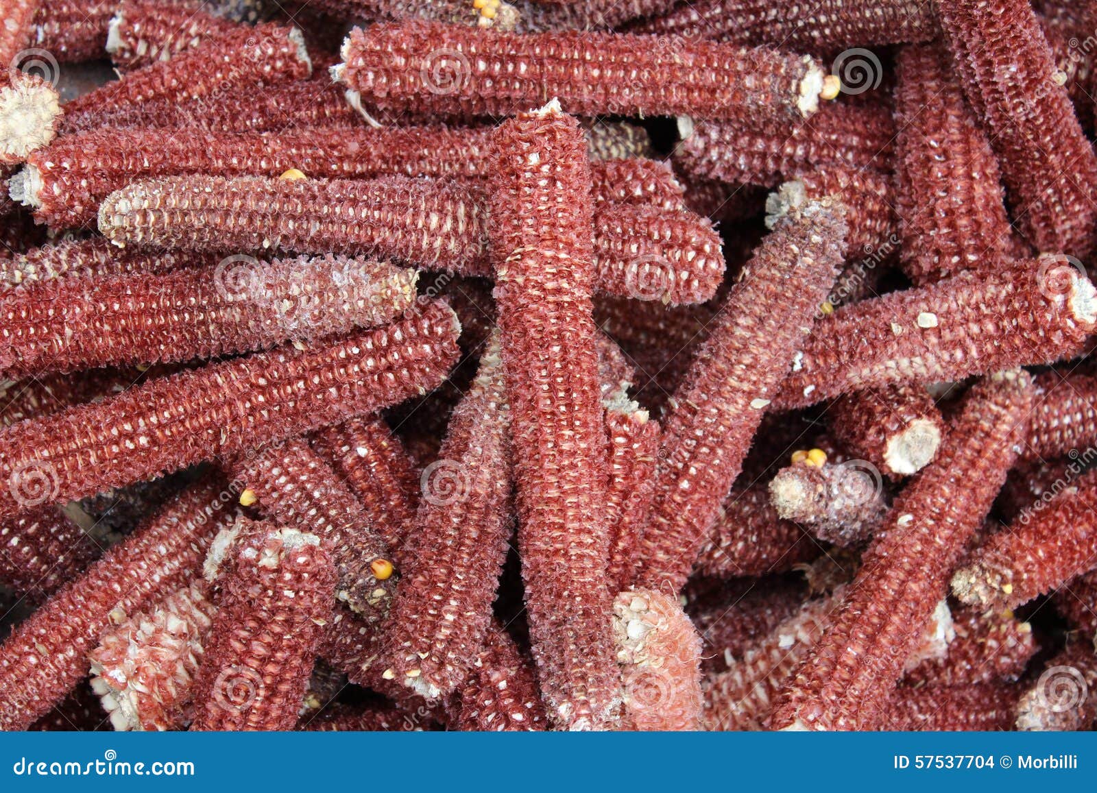 Ear of corn stock photo. Image of kernels, removed, nnphoto - 57537704