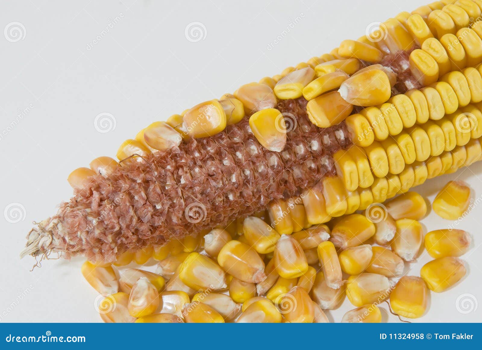 Ear of Corn with Kernels Removed Stock Photo - Image of corn, yellow ...