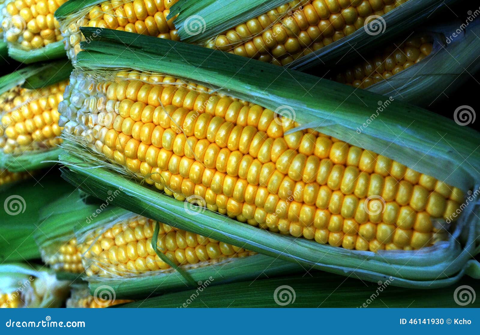 Ear of corn stock photo. Image of nutritious, crop, close - 46141930