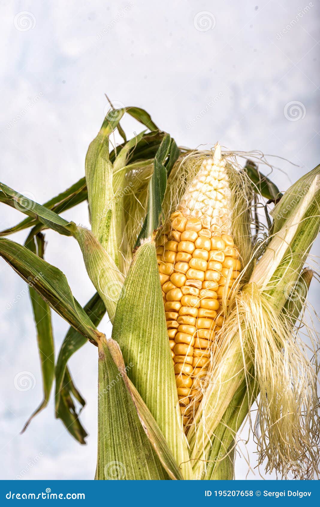 Ear of Corn with Leaves. Copy Space Stock Photo - Image of meal, green ...