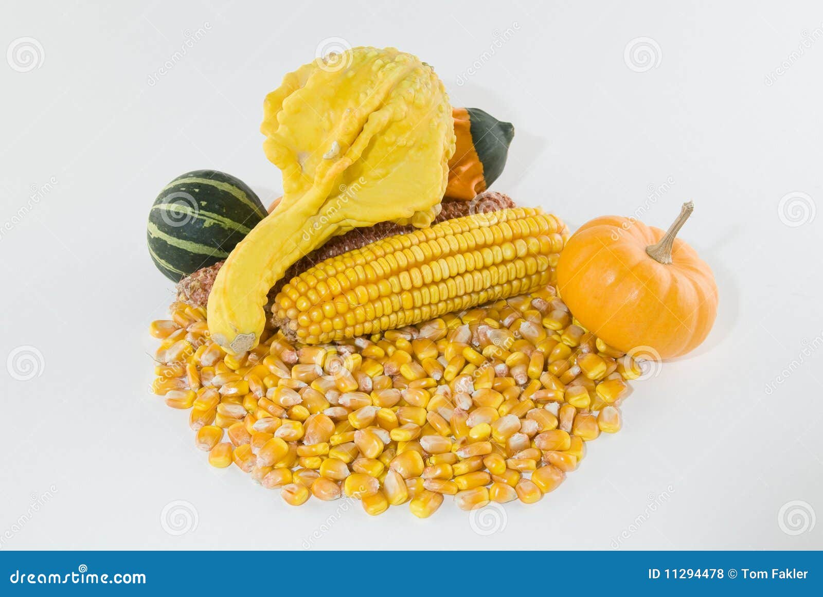 Ear of Corn with Loose Kernels Stock Photo - Image of food, corn: 11294478