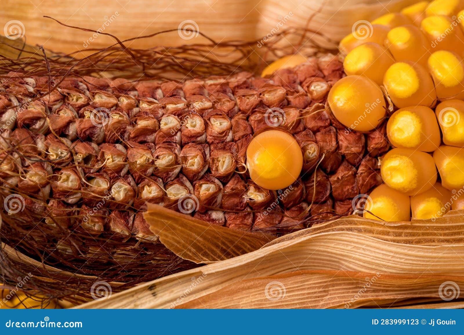 Ear of Corn Missing Kernels and Tip. Stock Image - Image of farming ...