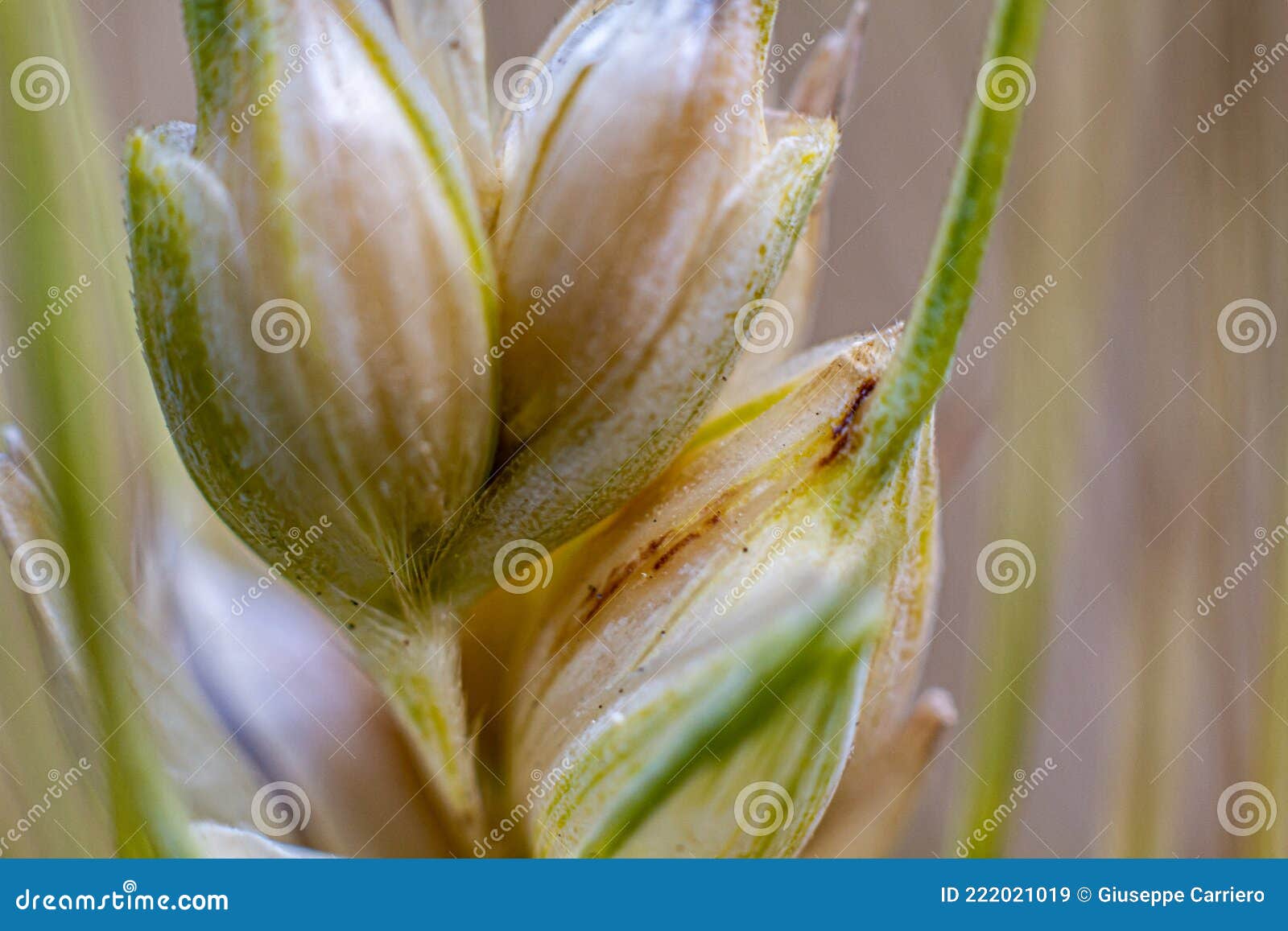 Ear of Corn Photographed at Close Range. Stock Image - Image of close ...