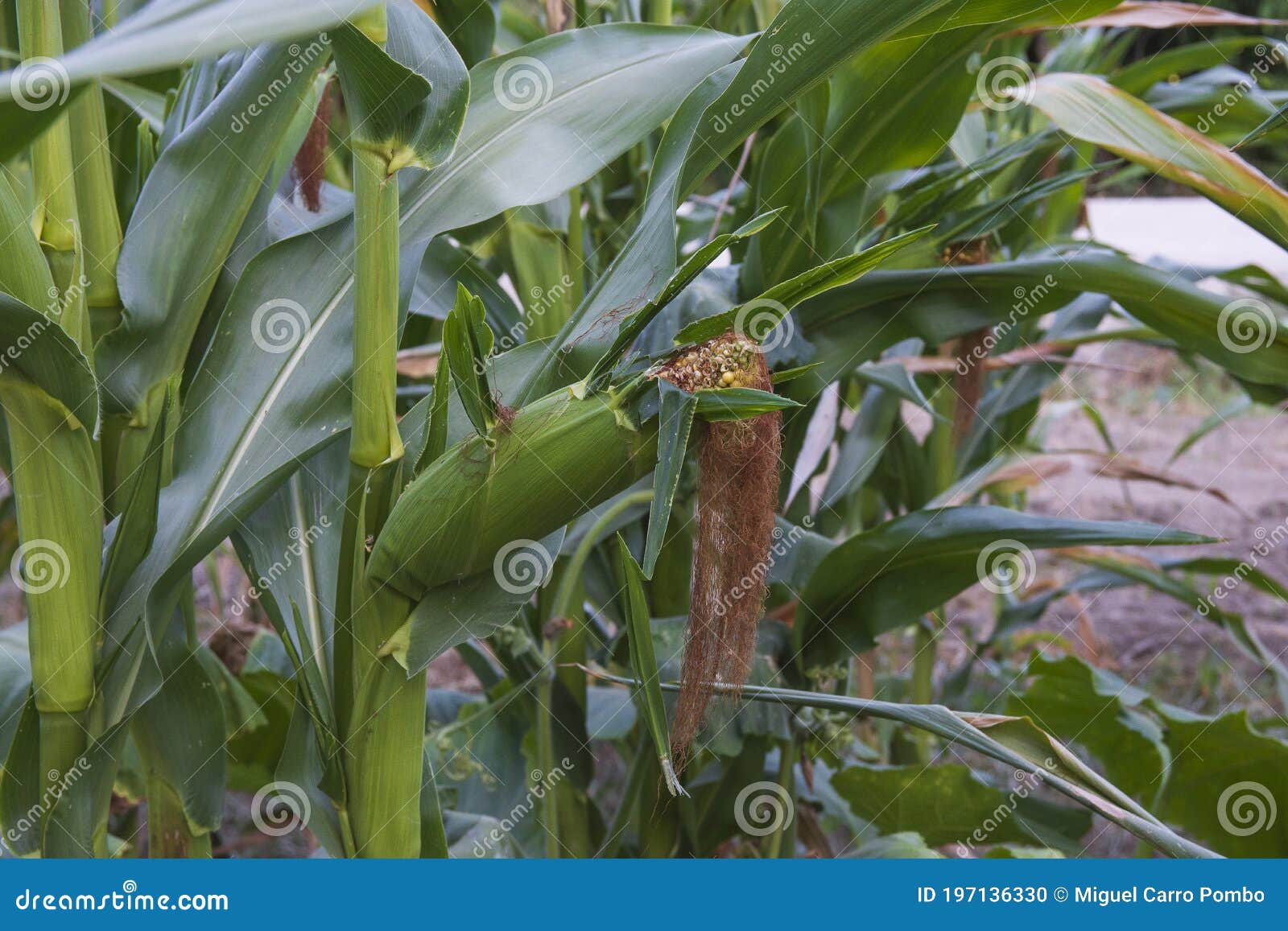 Ear of corn on the plant stock photo. Image of organic - 197136330